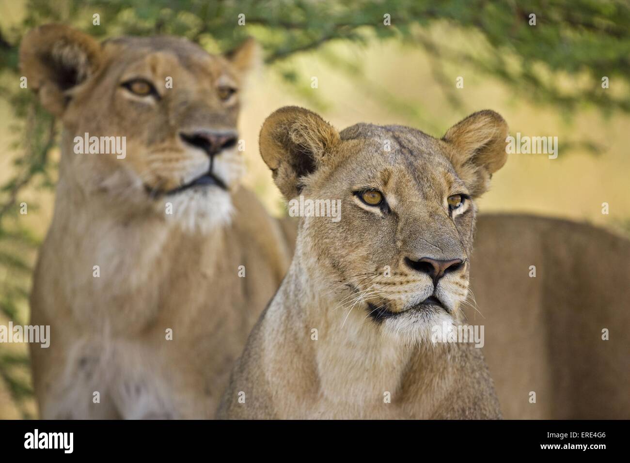 Lionesses hi-res stock photography and images - Alamy