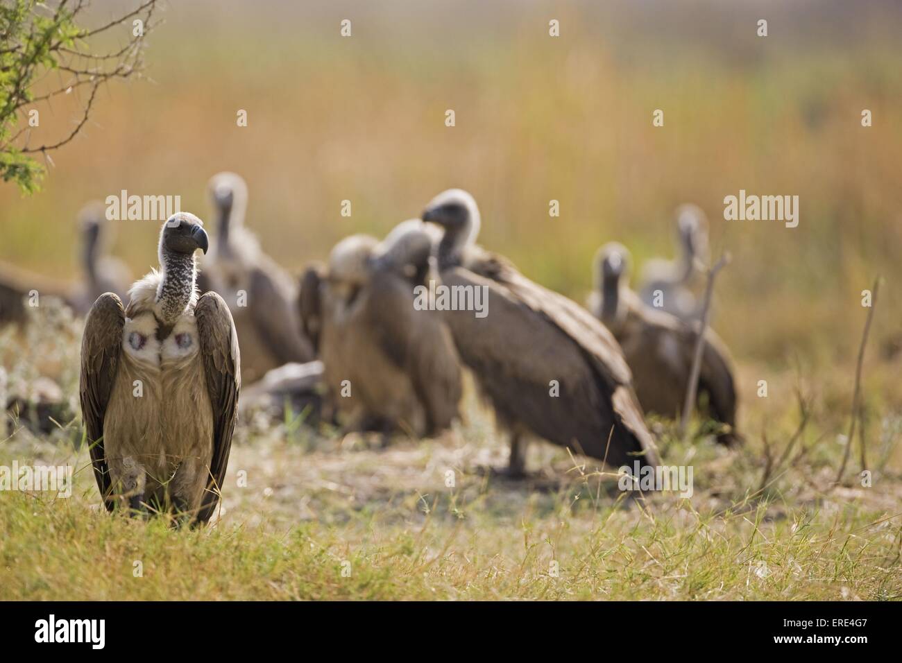Griffons griffons griffons griffons griffons hi-res stock photography ...
