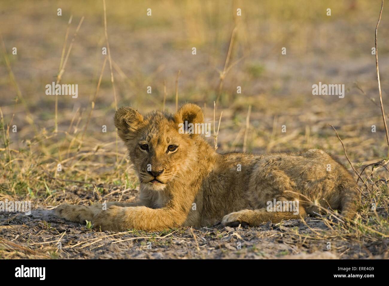 Baby lion laying hi-res stock photography and images - Alamy