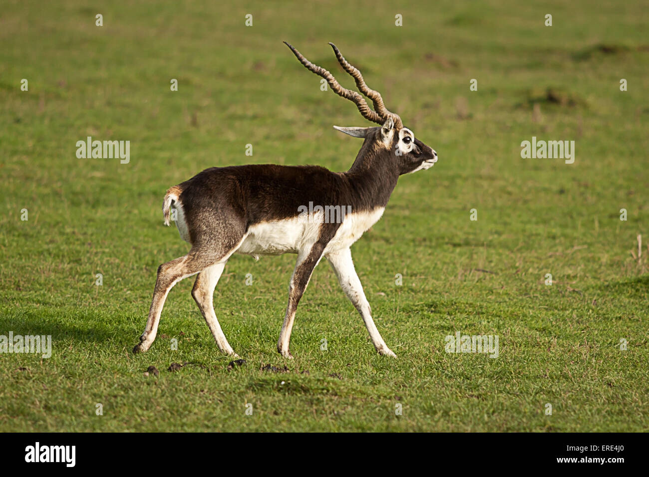 single male black buck Stock Photo - Alamy