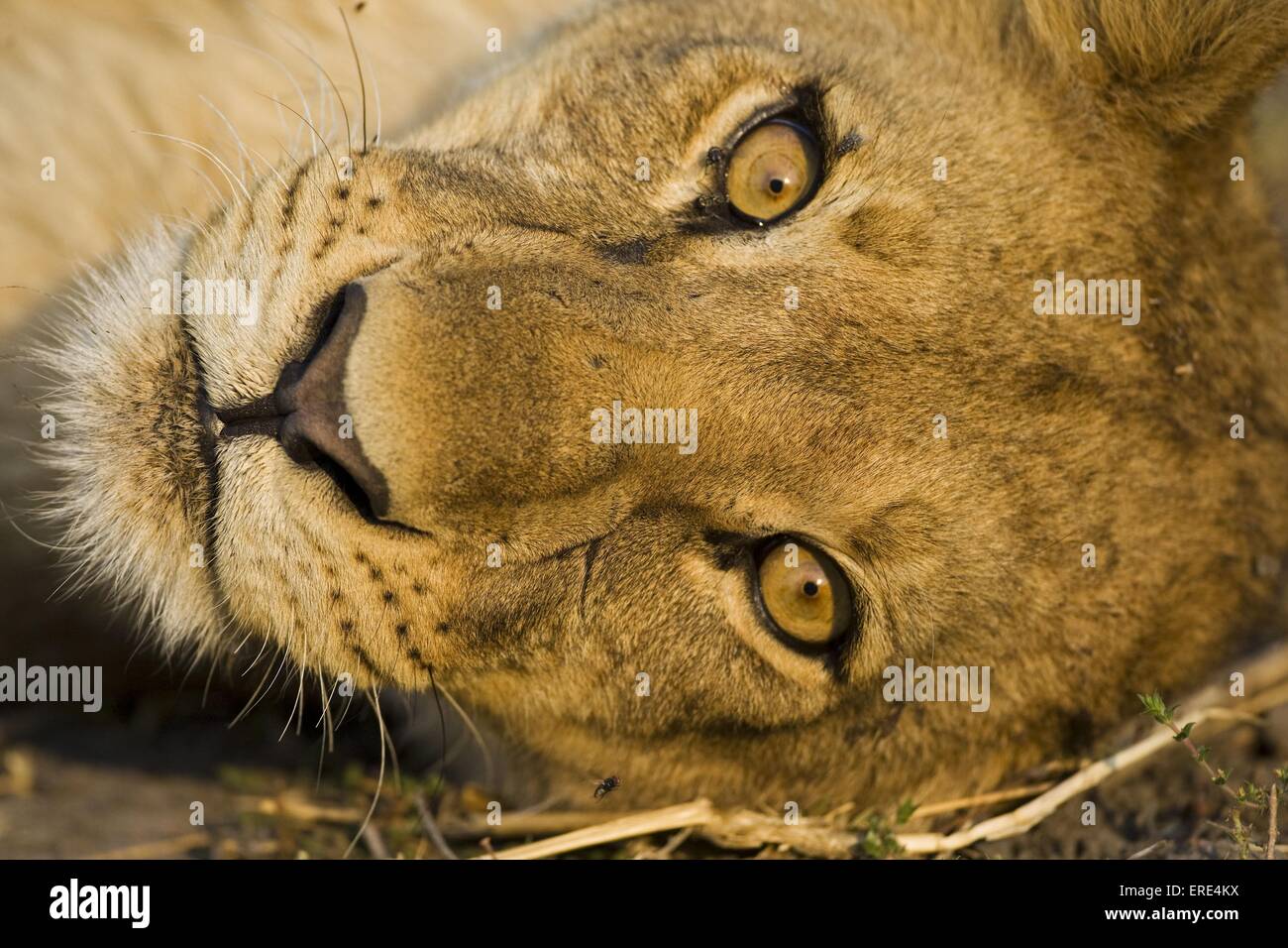 Lioness prey botswana okavango hi-res stock photography and images - Alamy