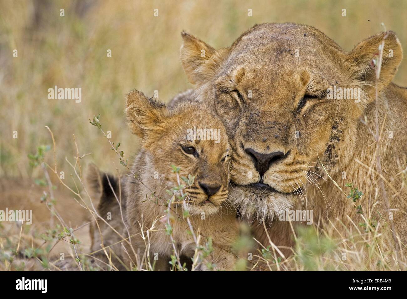 Lions cuddling hi-res stock photography and images - Alamy