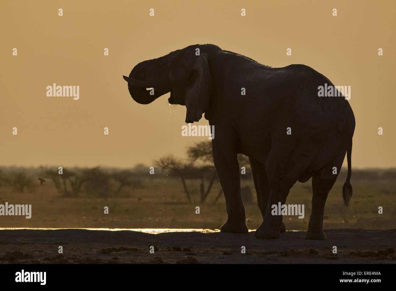 Elephant backside hi-res stock photography and images - Alamy