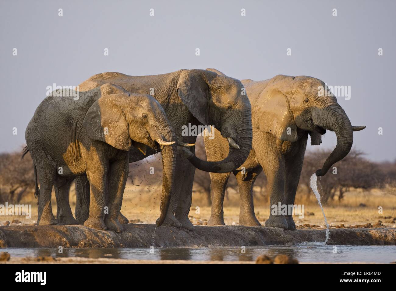 Elephants standing riverbank hi-res stock photography and images - Alamy