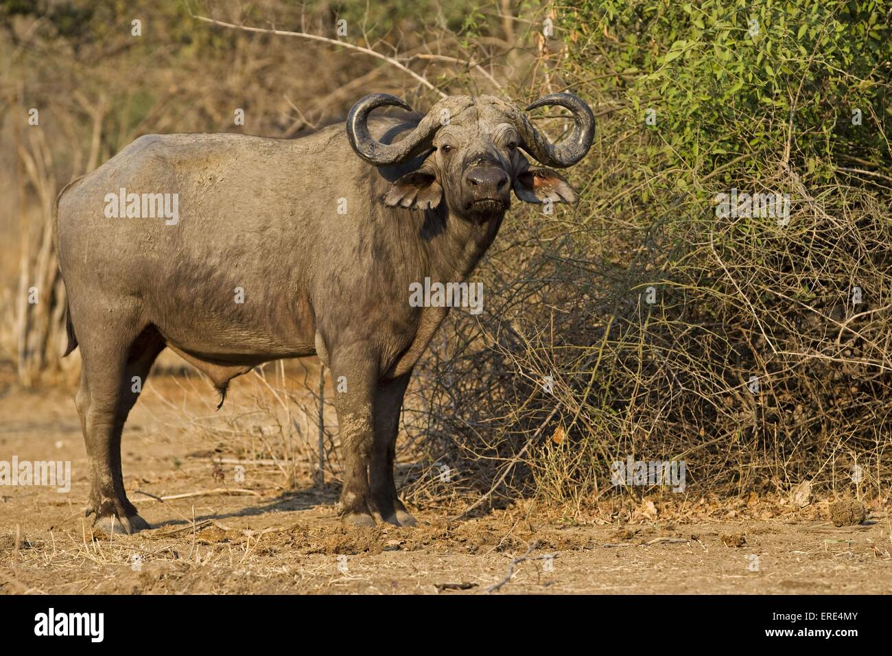 Buffalo stand hi-res stock photography and images - Alamy