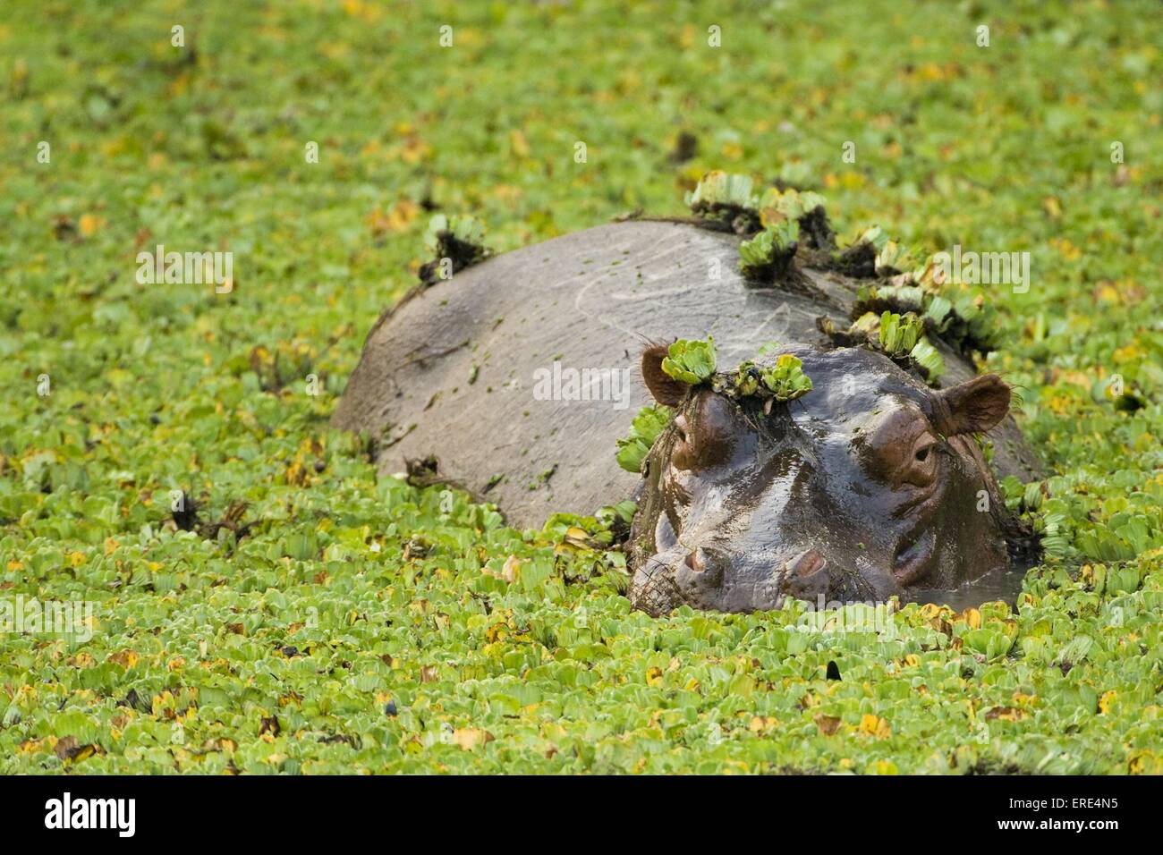 Hippo bath hi-res stock photography and images - Alamy