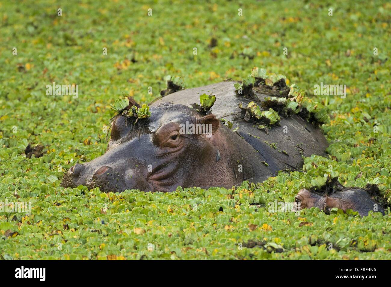 Hippos hi-res stock photography and images - Alamy