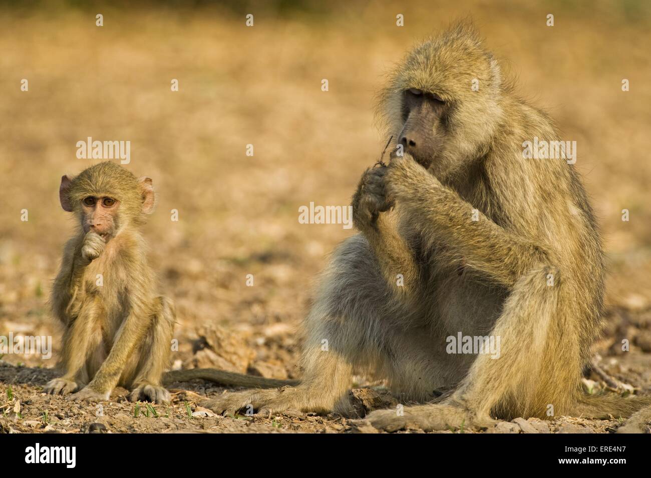 Baboons eating hi-res stock photography and images - Alamy