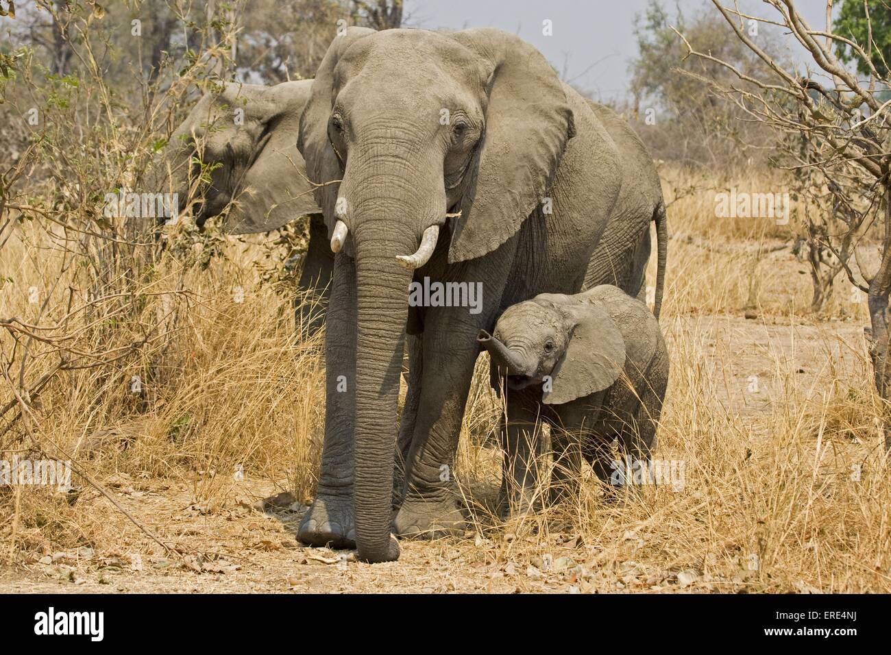 Cute african elephants hi-res stock photography and images - Alamy