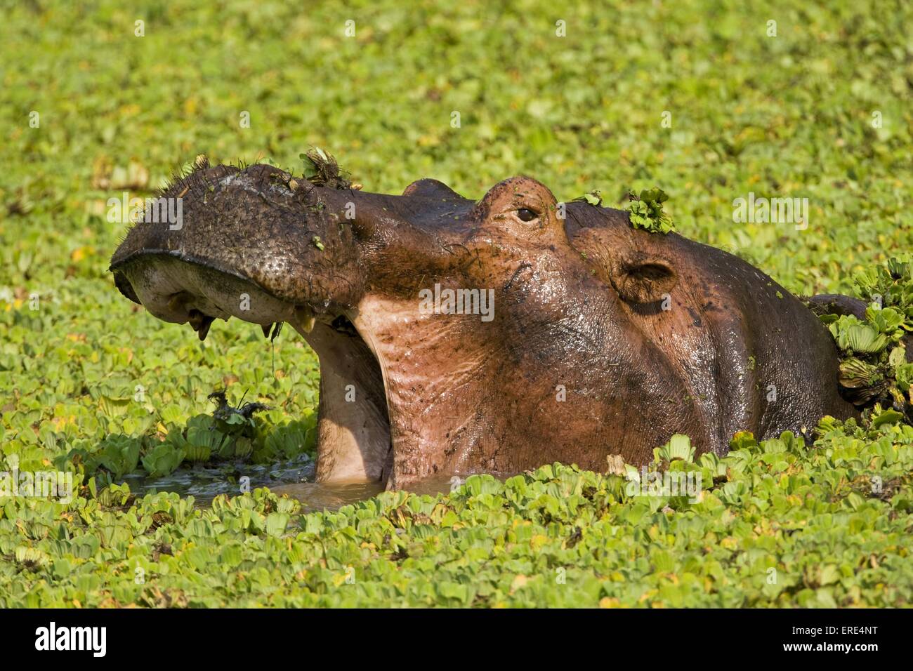 Hippo behavior hi-res stock photography and images - Alamy