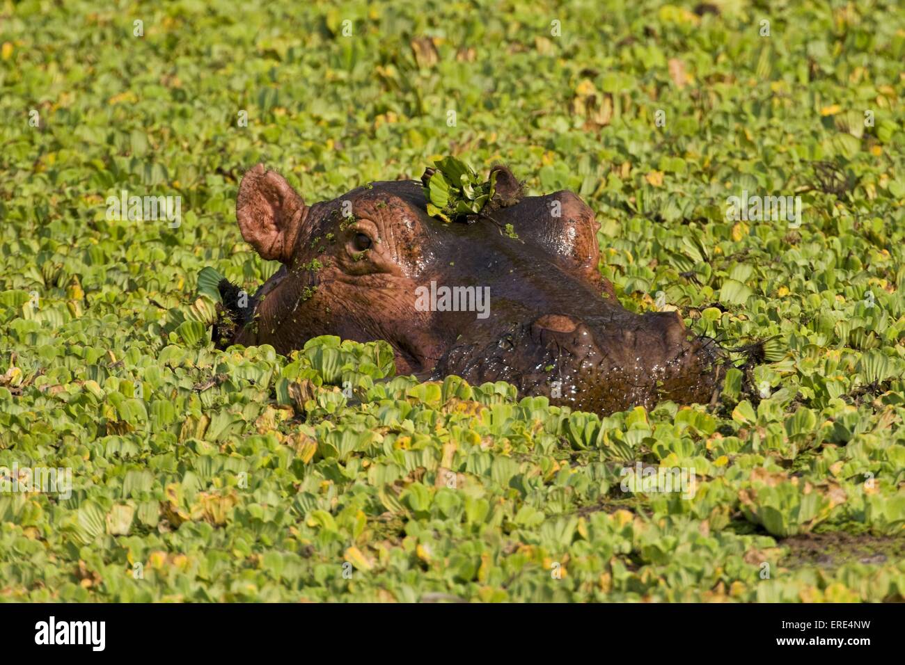 Hippo bath hi-res stock photography and images - Alamy