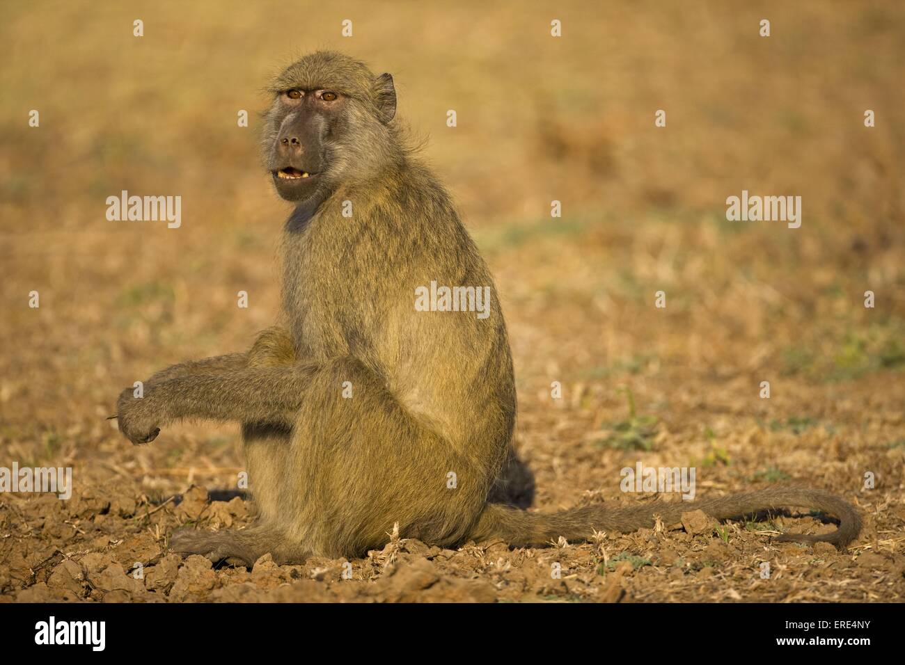 Side view of yellow baboon hi-res stock photography and images - Alamy