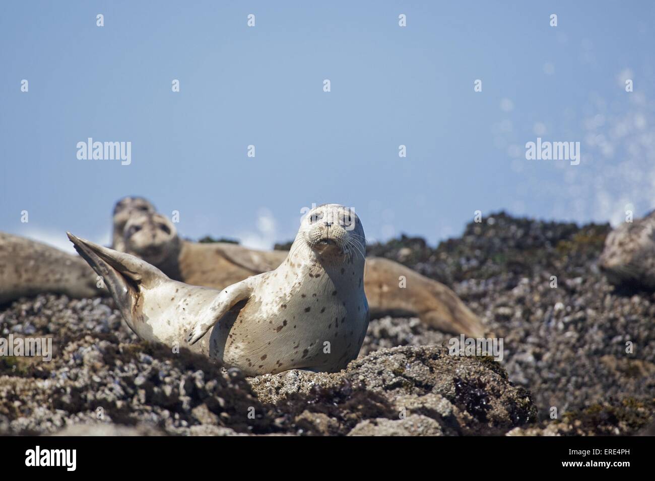 Free seals hi-res stock photography and images - Alamy