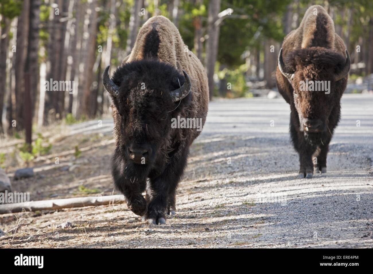 Bisons in yellowstone national hi-res stock photography and images - Alamy