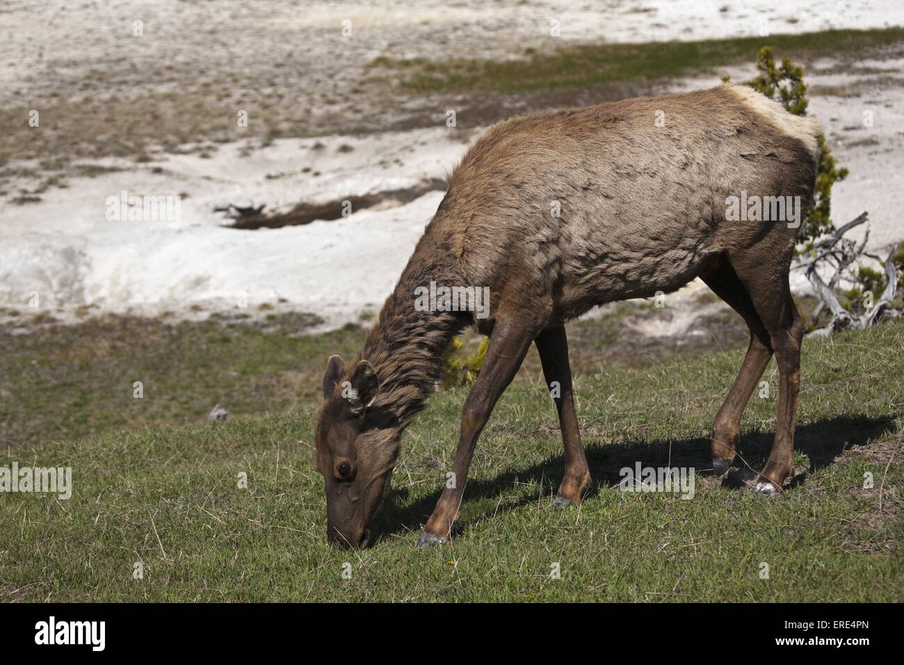One elk feeding hi-res stock photography and images - Alamy