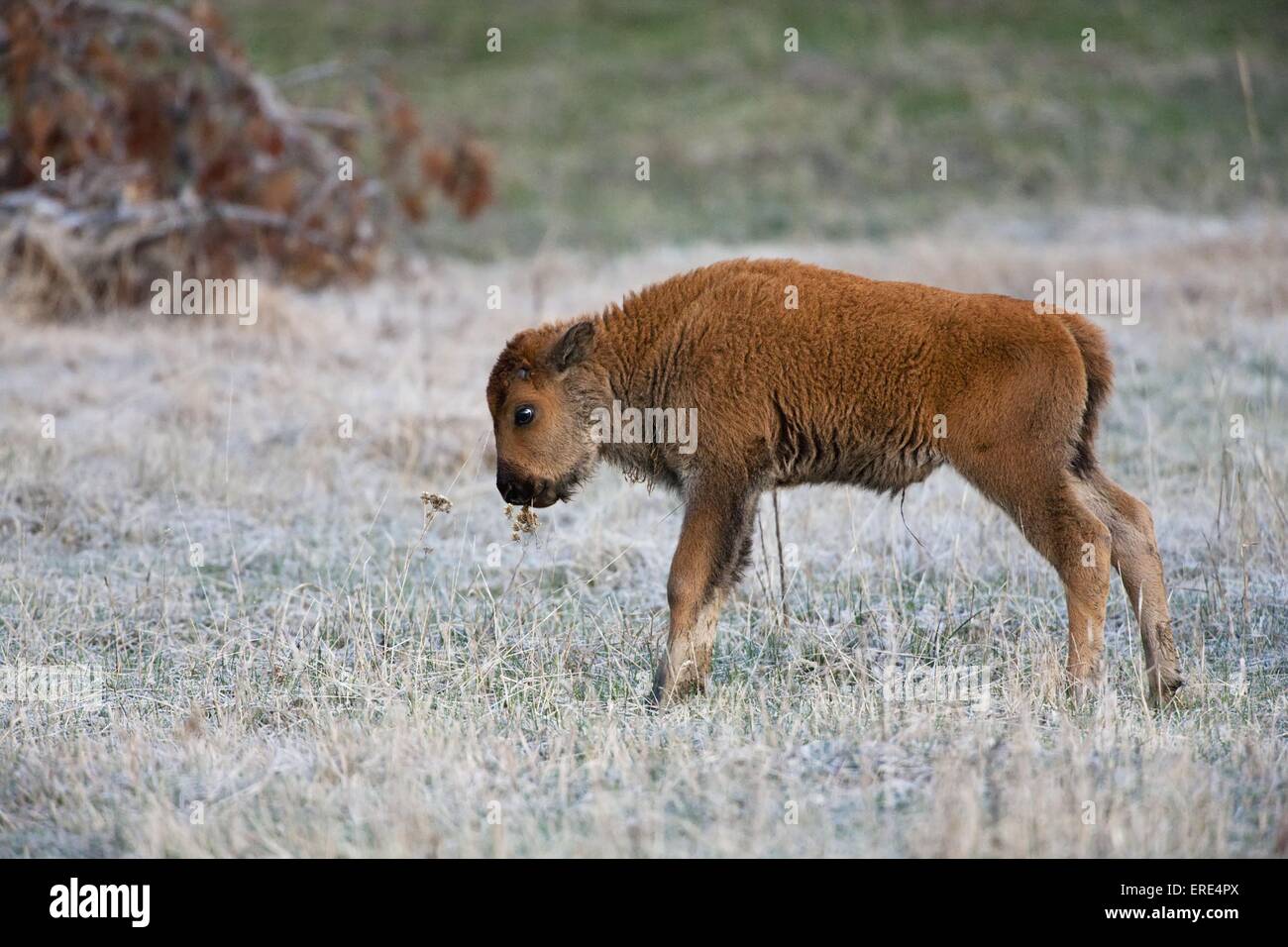 Side view bison american buffalo hi-res stock photography and images ...