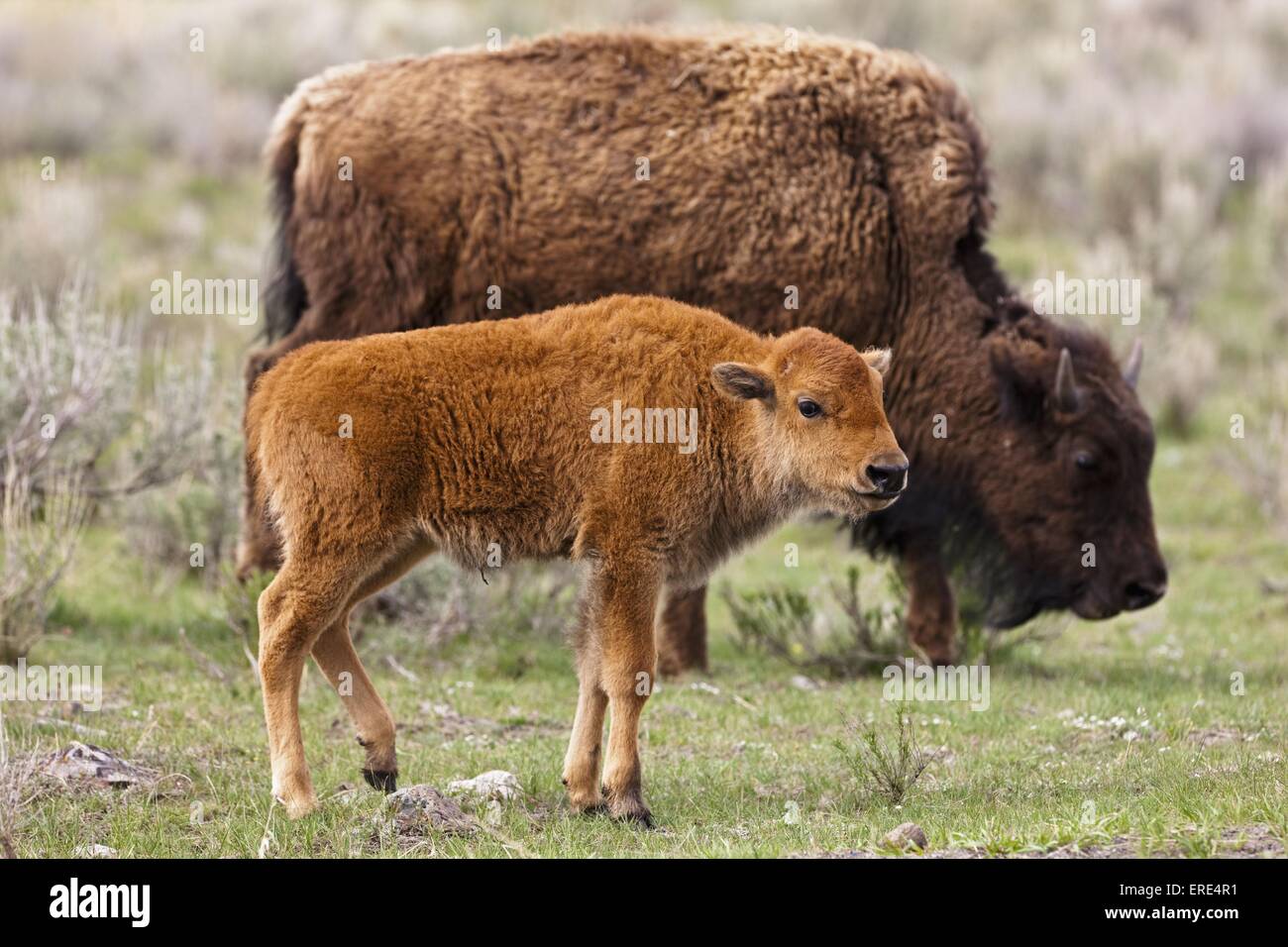 Bisons nature hi-res stock photography and images - Alamy
