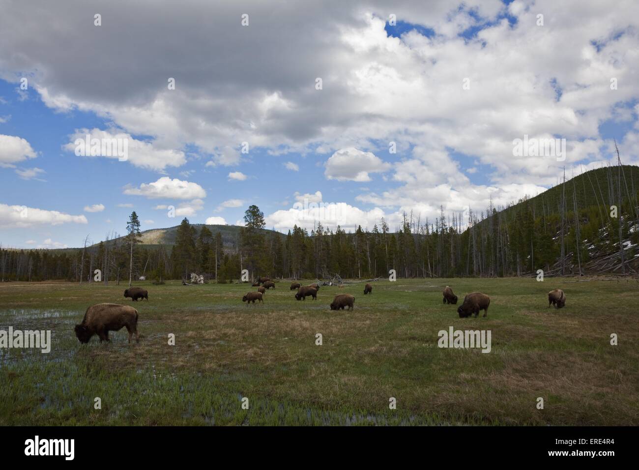 American bisons grassland hi-res stock photography and images - Alamy