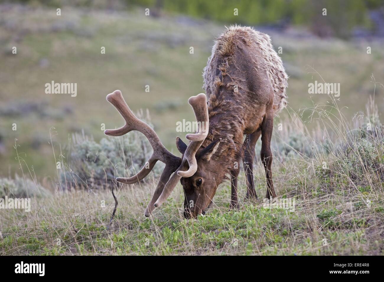 One elk feeding hi-res stock photography and images - Alamy