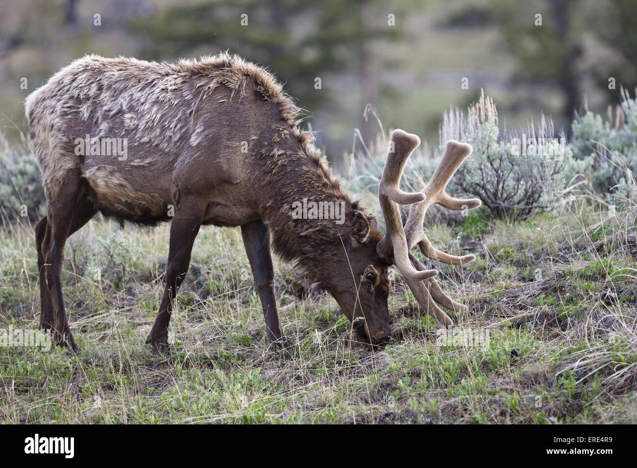 One elk feeding hi-res stock photography and images - Alamy