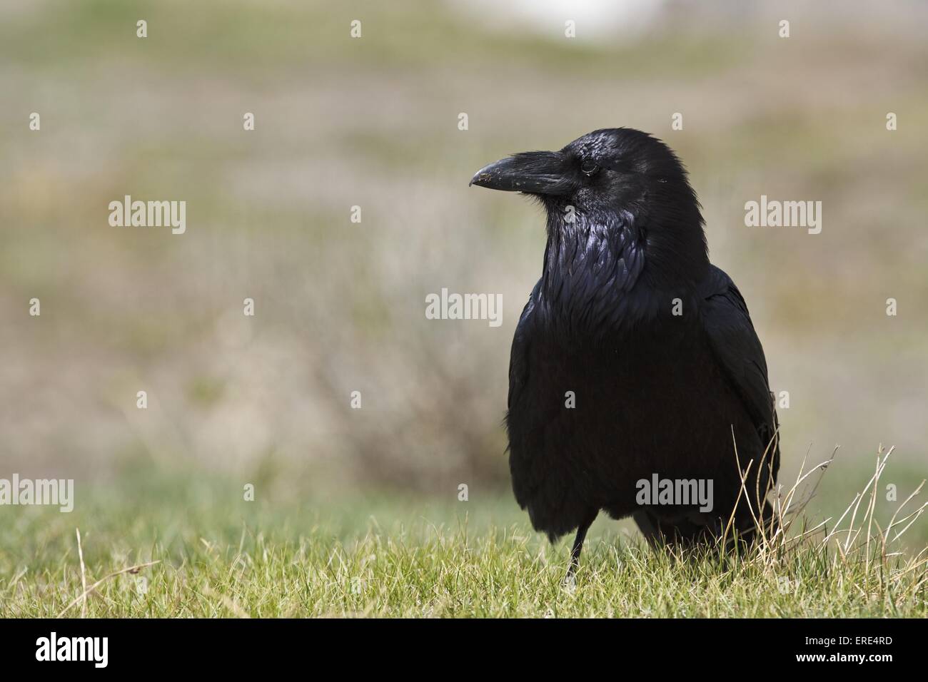 North america common raven hi-res stock photography and images - Alamy