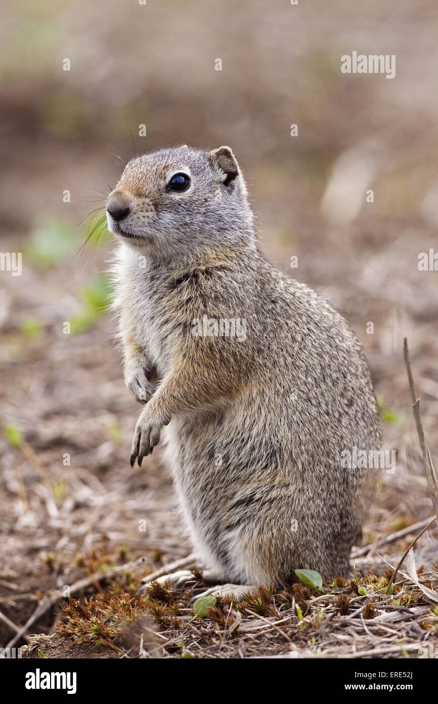 uinta ground squirrel Stock Photo - Alamy