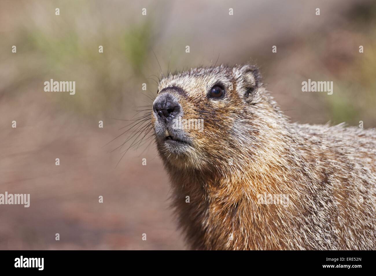 Adult woodchuck hi-res stock photography and images - Alamy