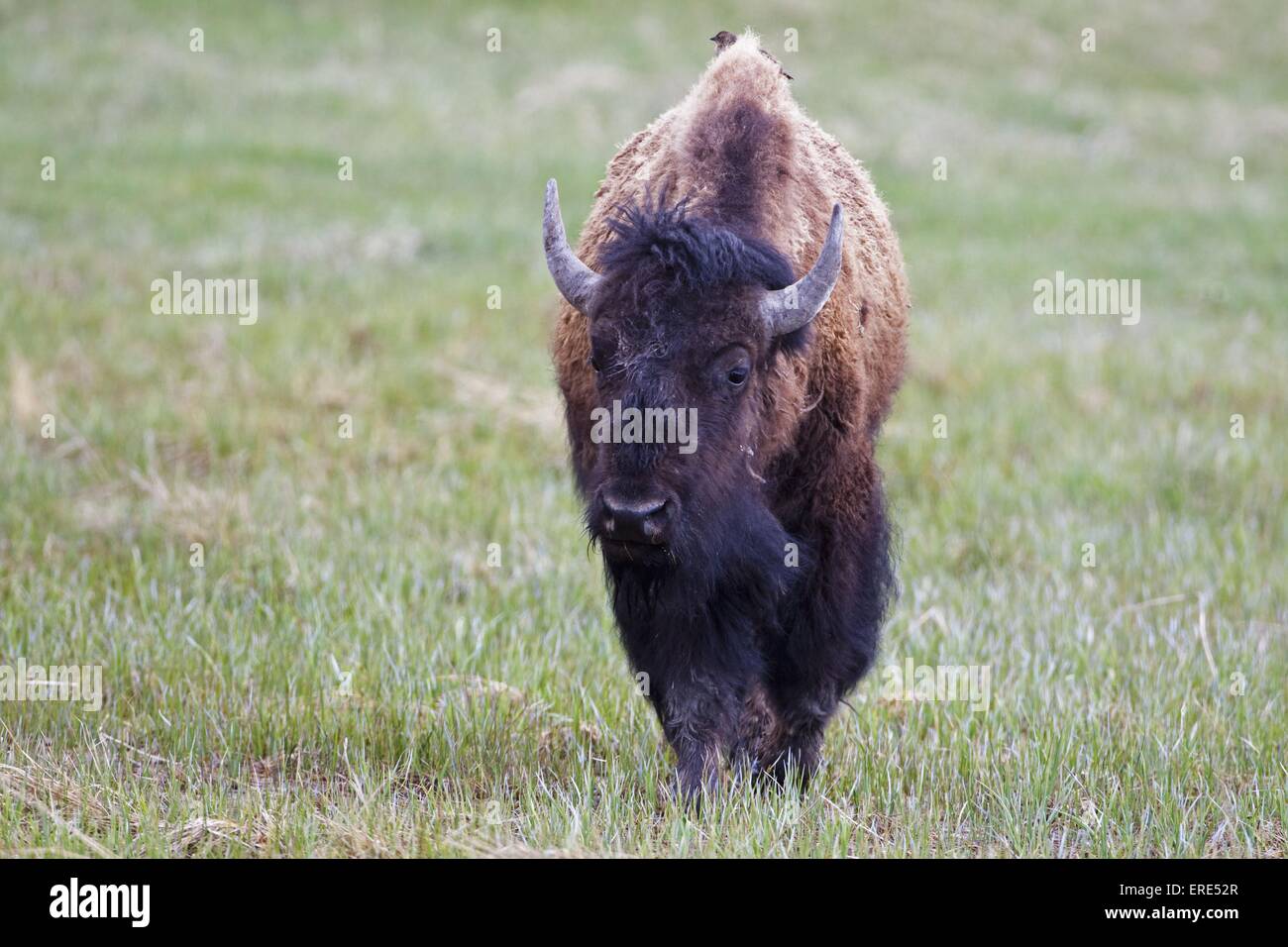 American bison bison bison adults hi-res stock photography and images ...