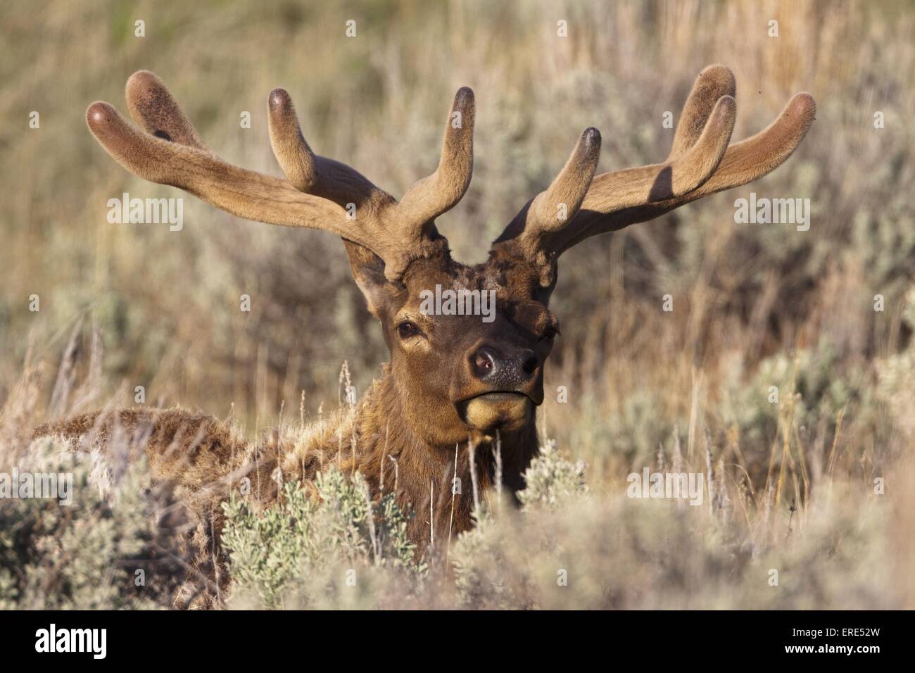 Elk heads hi-res stock photography and images - Alamy