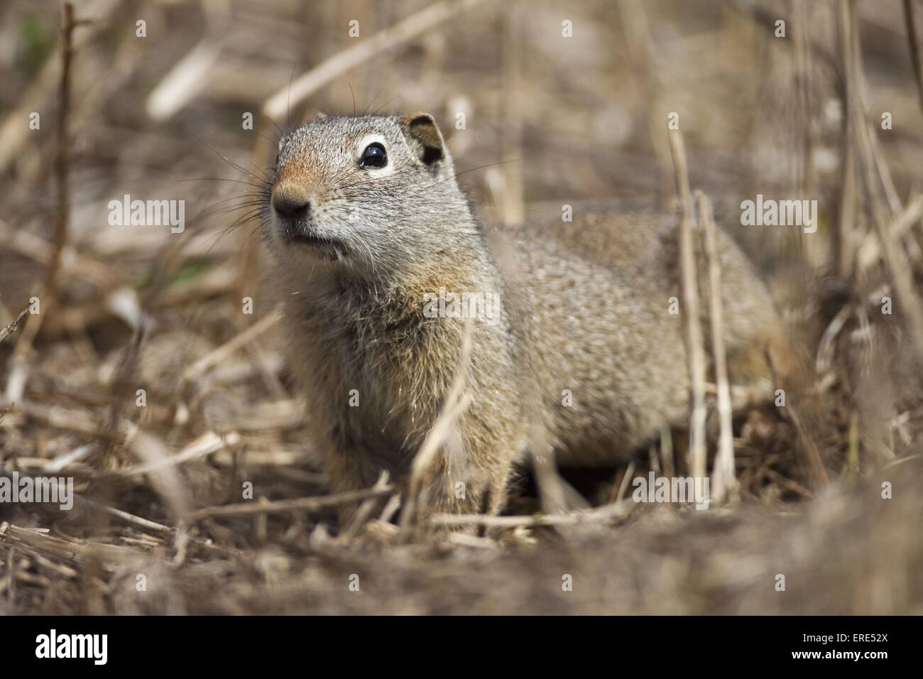 uinta ground squirrel Stock Photo - Alamy