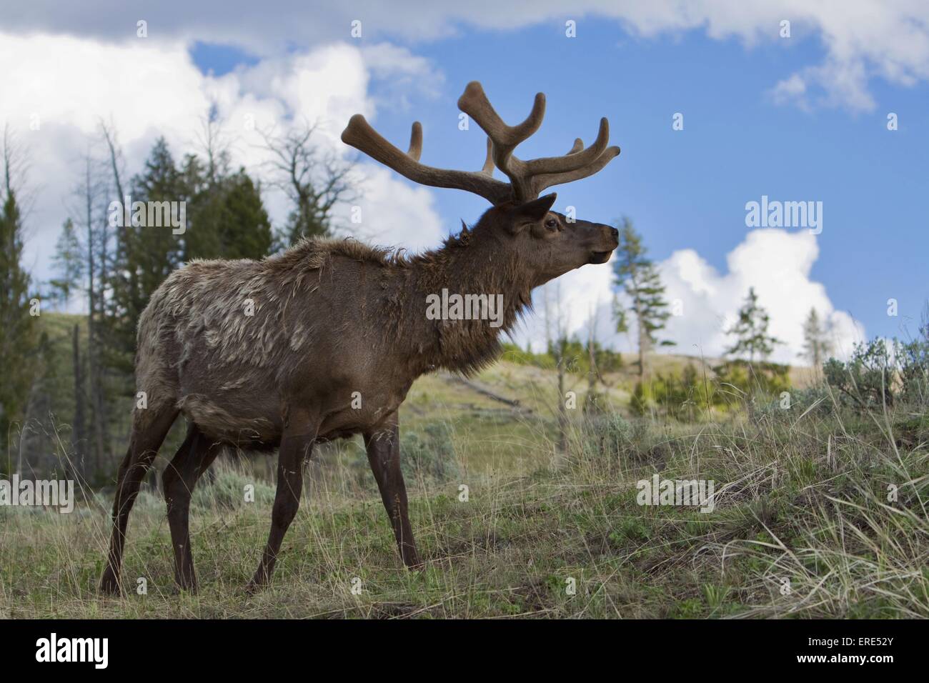 North american elk antler hi-res stock photography and images - Alamy