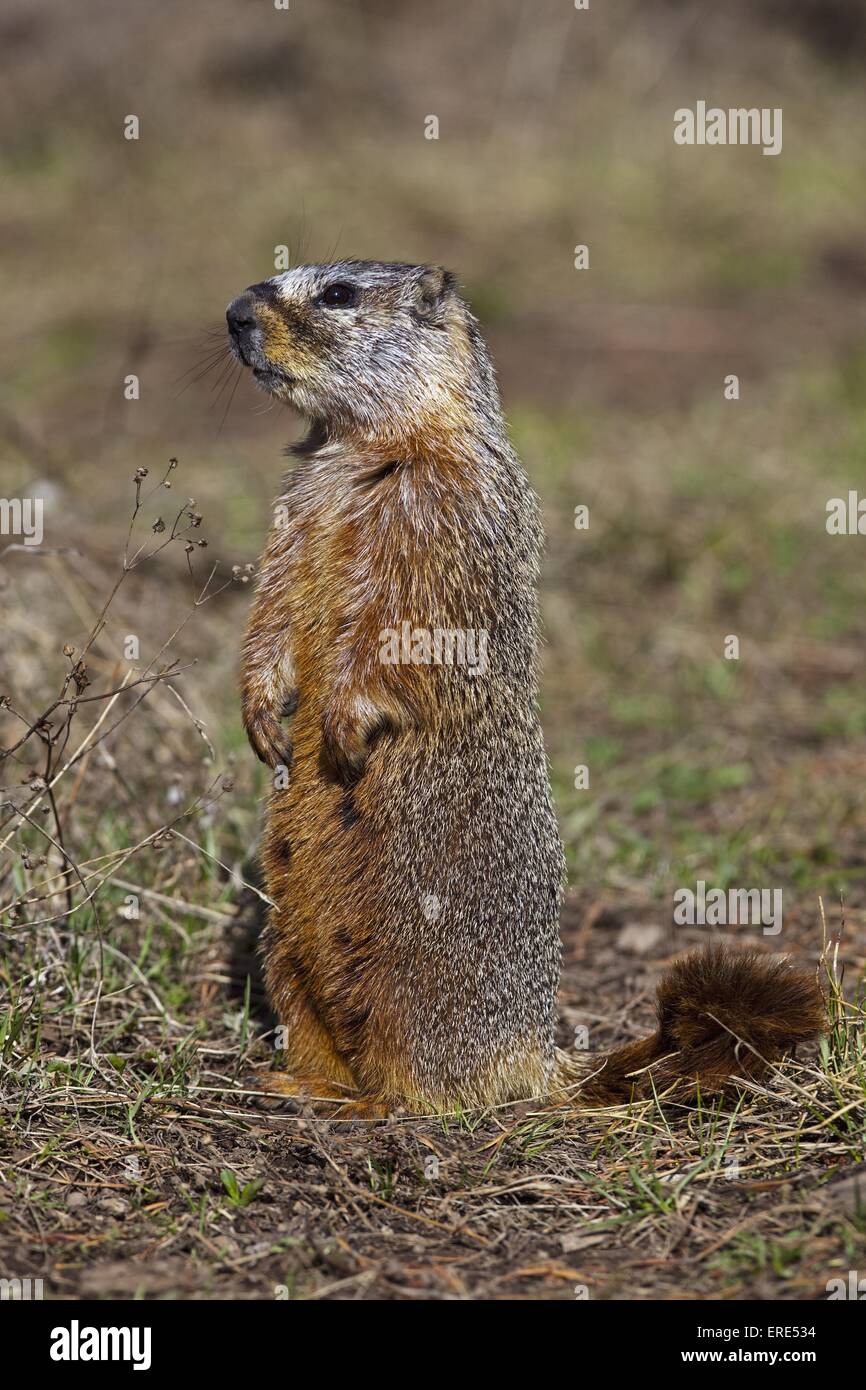 Adult woodchuck hi-res stock photography and images - Alamy
