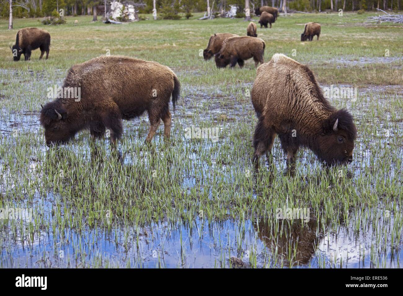 Parque nacional bison yellowstone hi-res stock photography and images ...