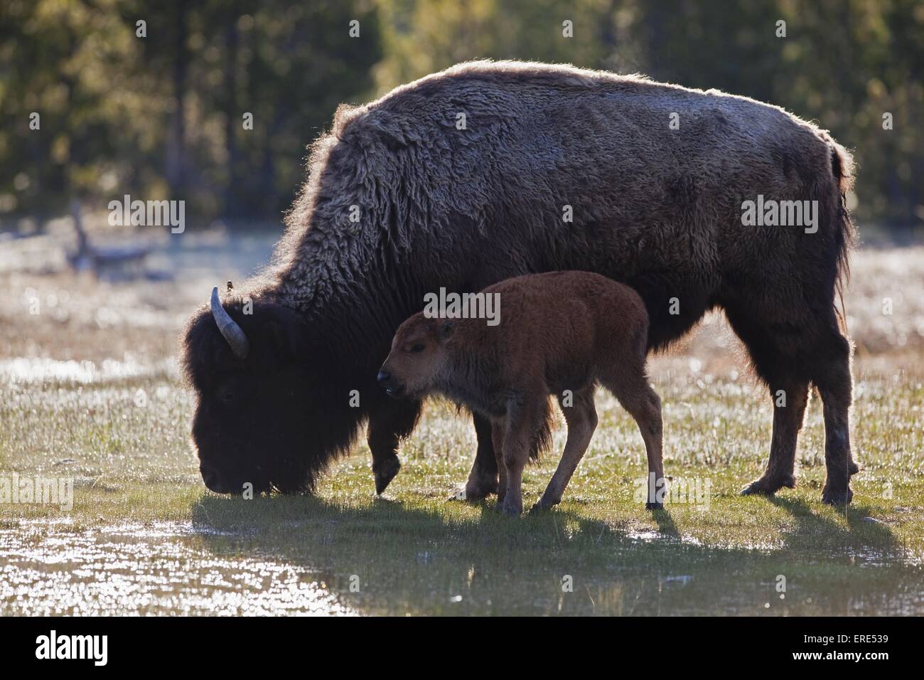 Parque nacional bison yellowstone hi-res stock photography and images ...