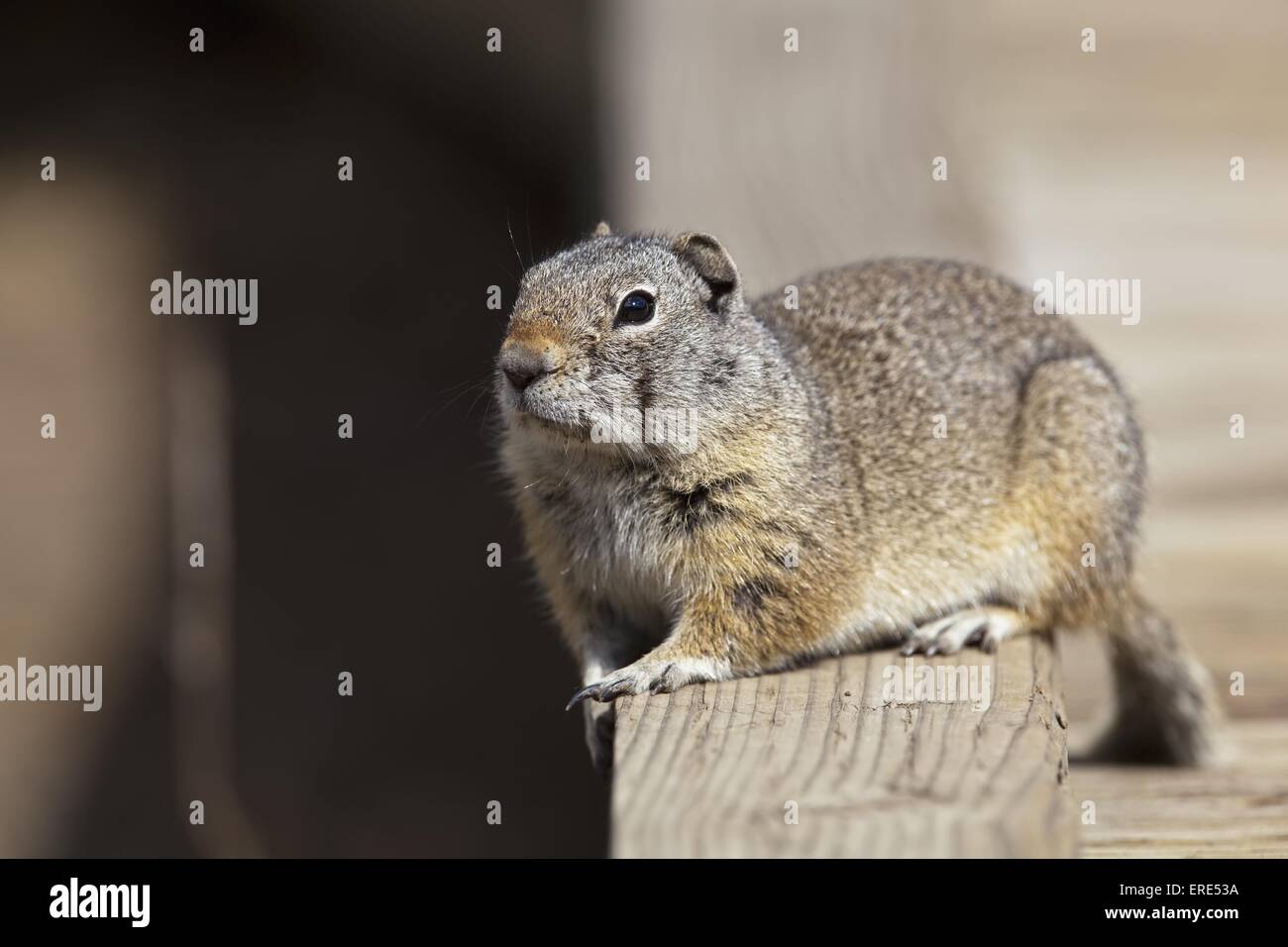 uinta ground squirrel Stock Photo - Alamy