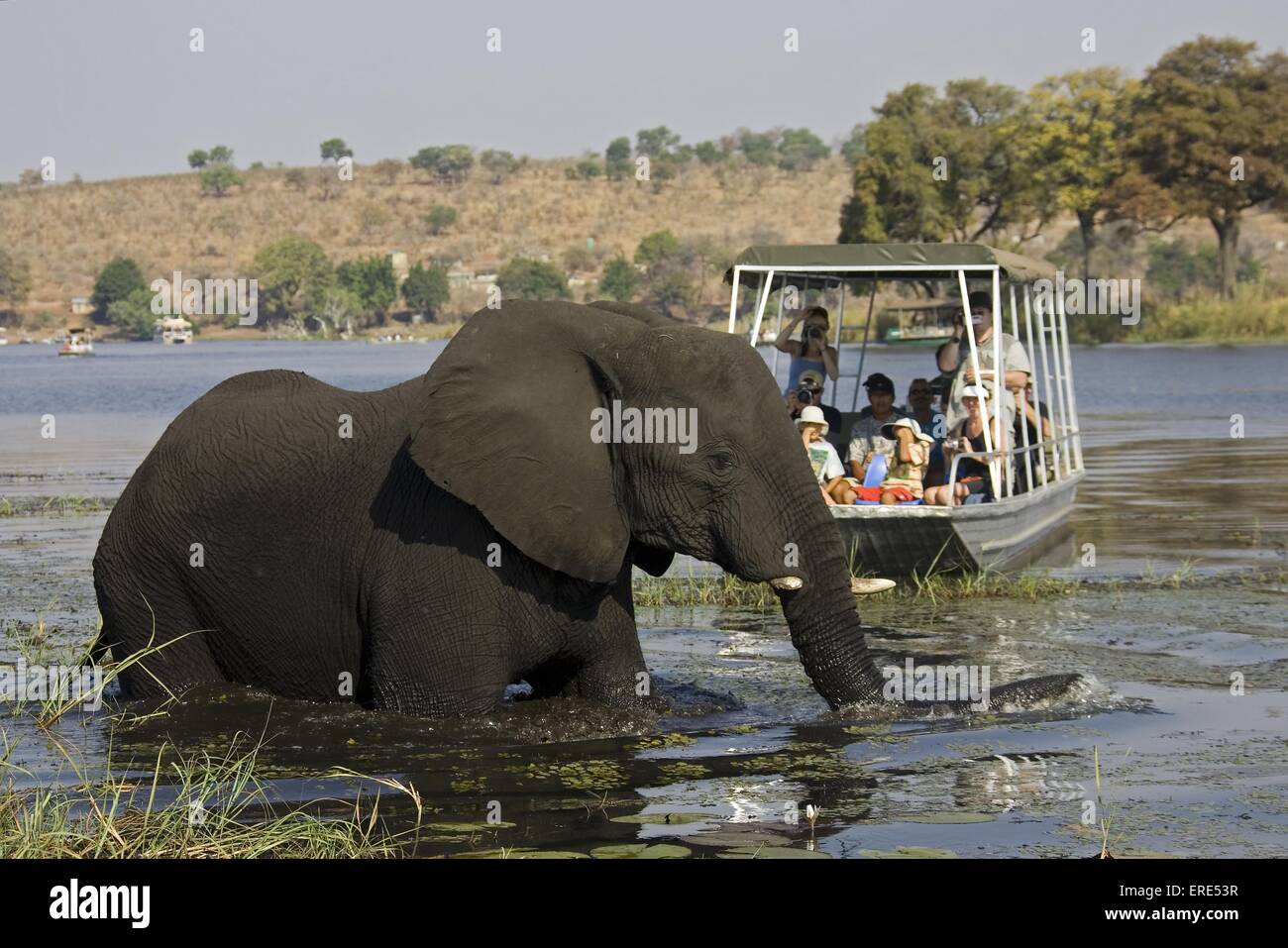 bathing african elephant Stock Photo - Alamy