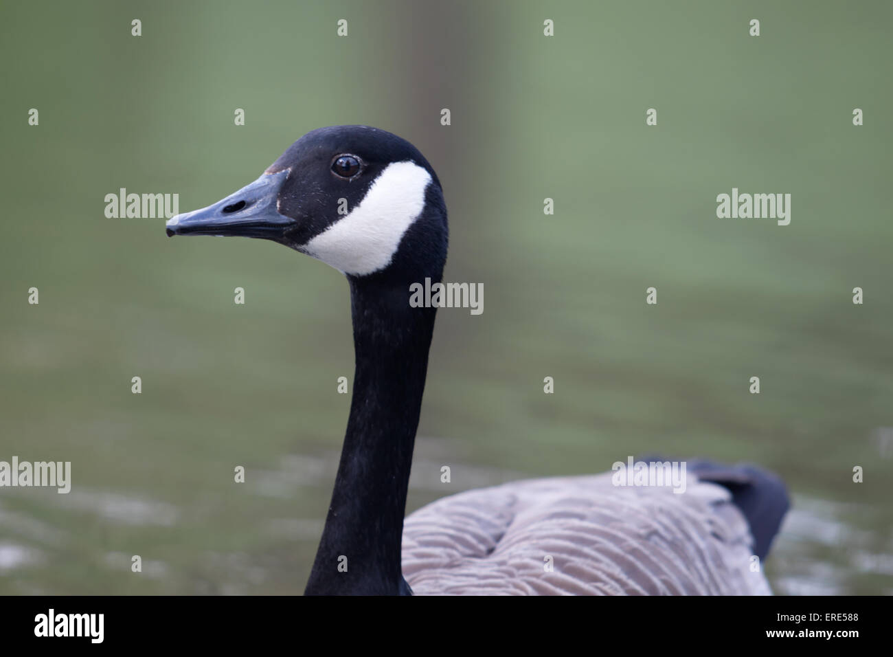 Photo of a canada goose hi-res stock photography and images - Alamy
