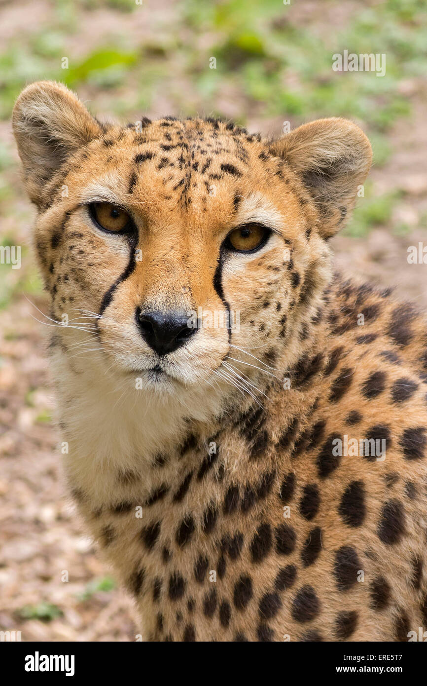 Cheetah close up kalahari hi-res stock photography and images - Alamy