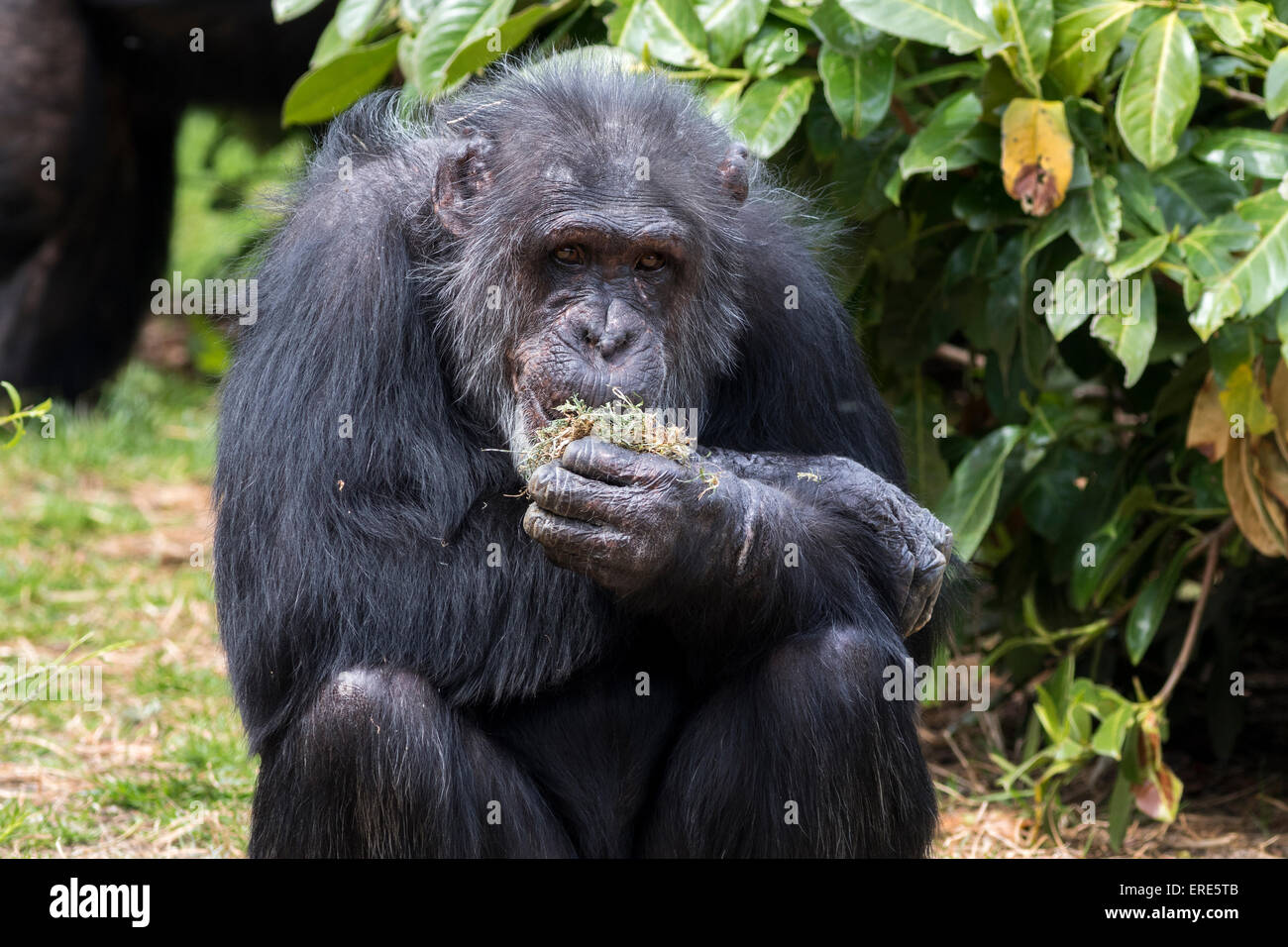 Chimpanzee photo taken at the local zoo Stock Photo - Alamy