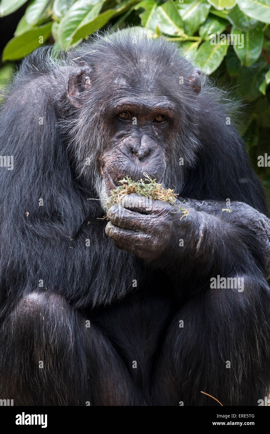 Chimpanzee photo taken at the local zoo Stock Photo - Alamy