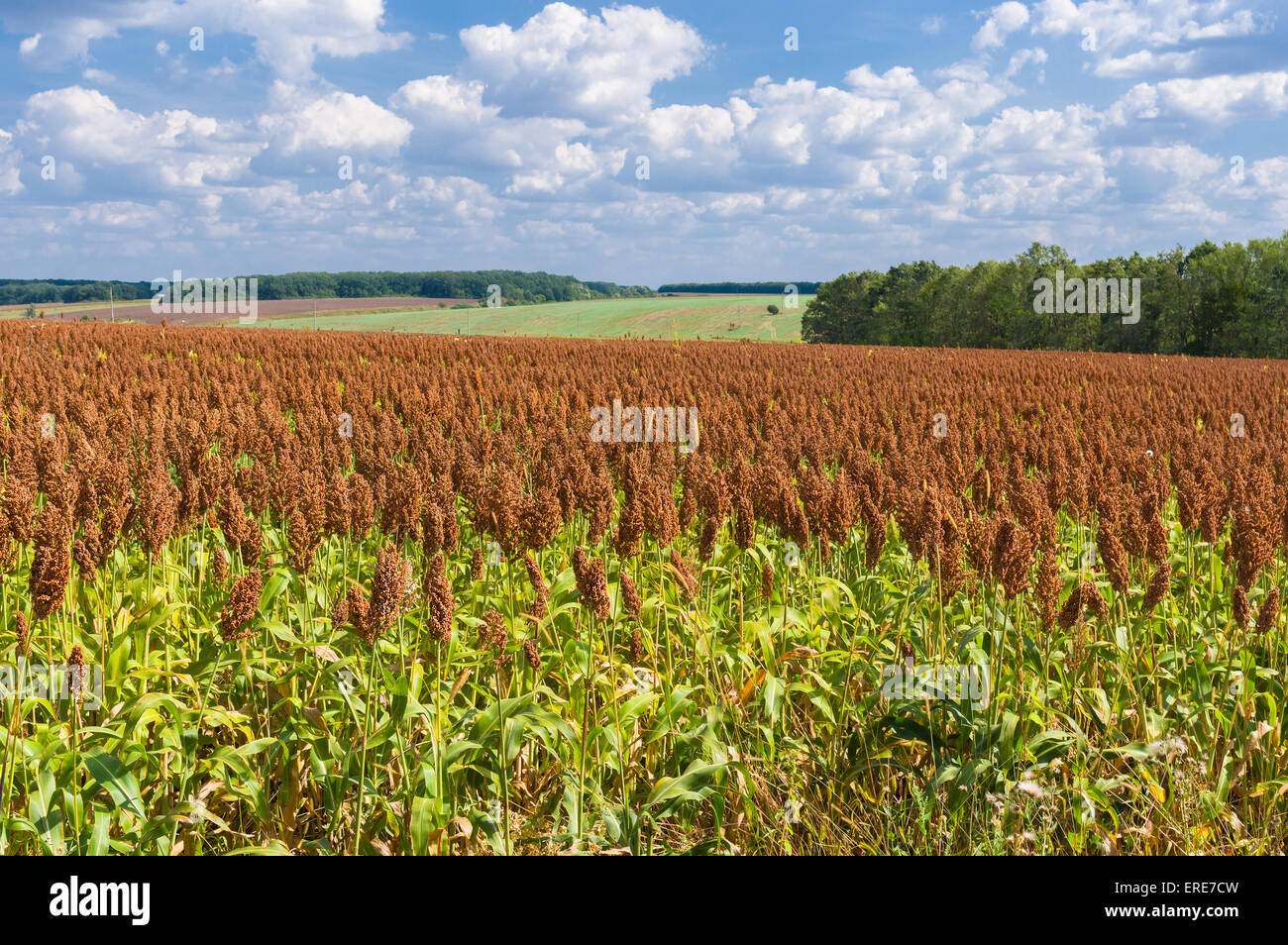 Summer landscape with panicum (panicgrass) field in central Ukraine ...