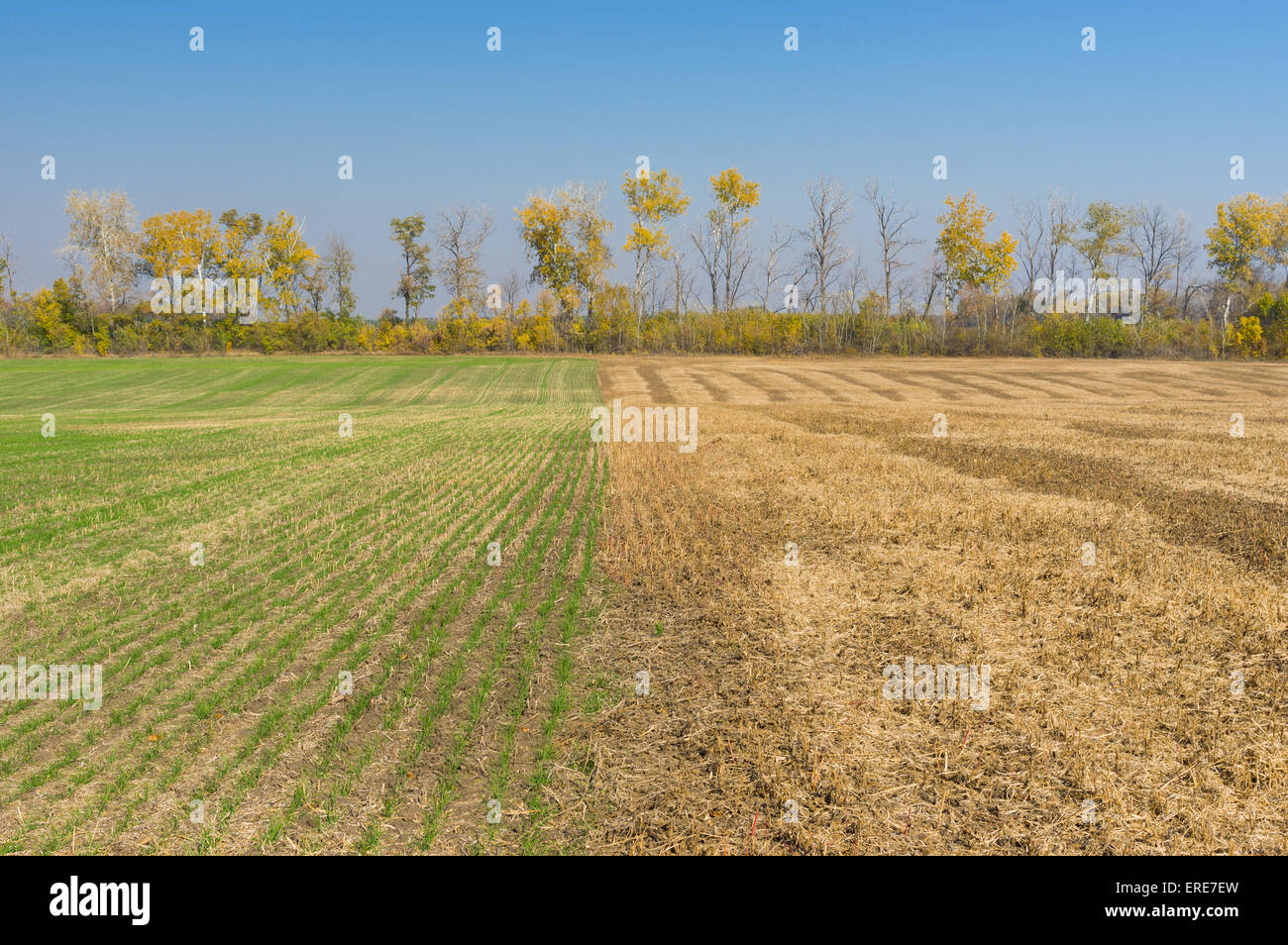 Ukrainian country landscape with two seasonal fields Stock Photo - Alamy