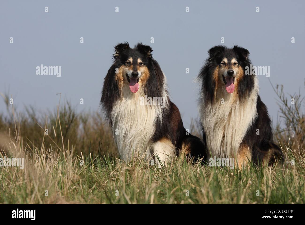 Tricolored collies hi-res stock photography and images - Alamy