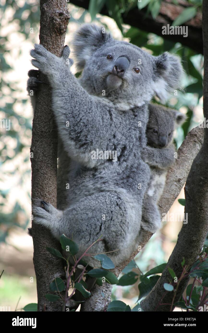 Two koala hi-res stock photography and images - Alamy