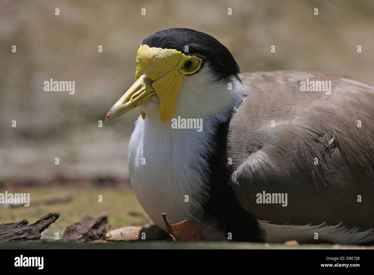 Masked plover australia hi-res stock photography and images - Alamy