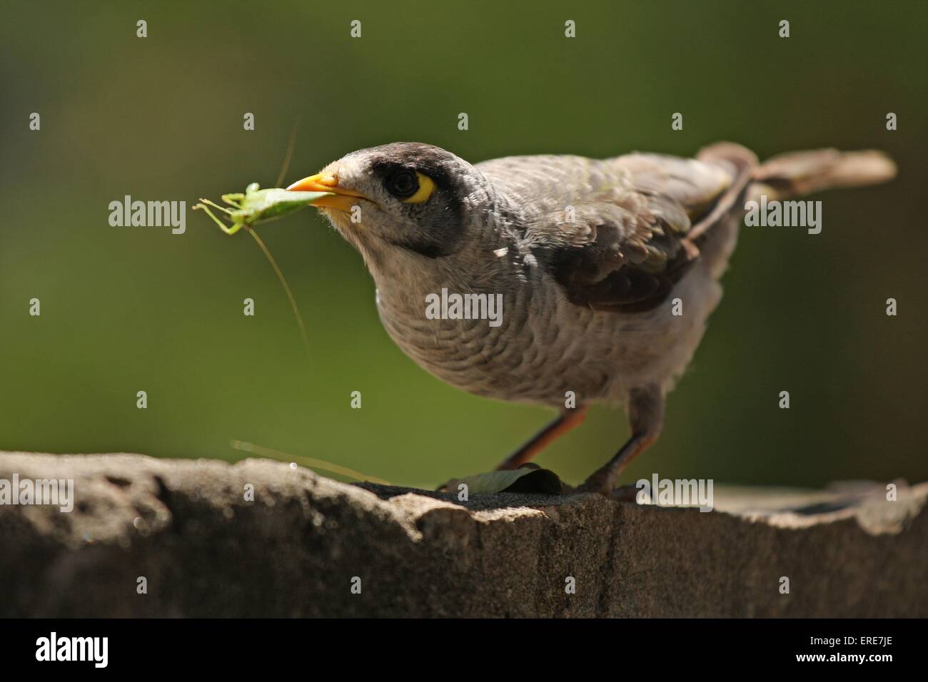 Miner birds hi-res stock photography and images - Alamy