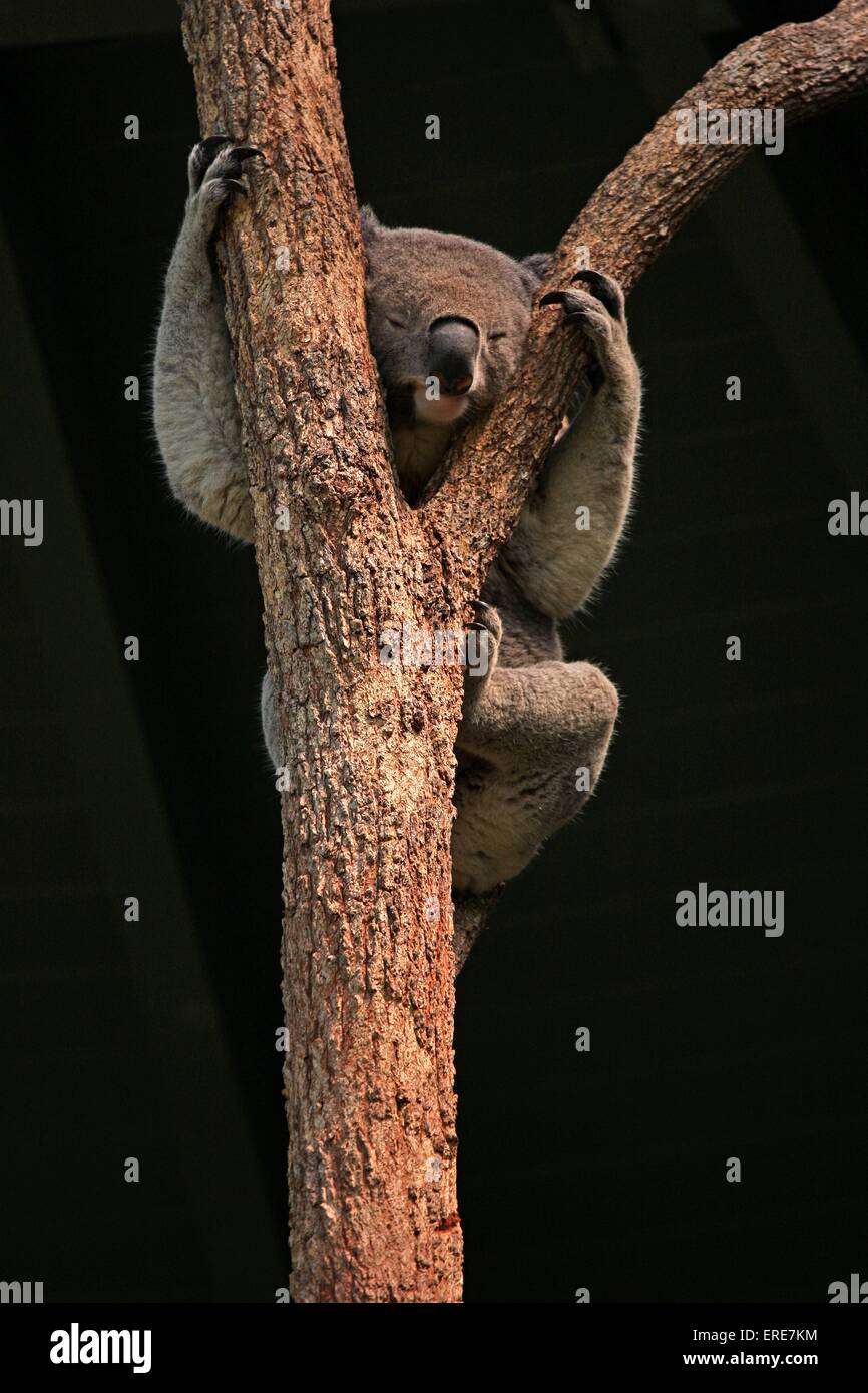 Koala hi-res stock photography and images - Alamy