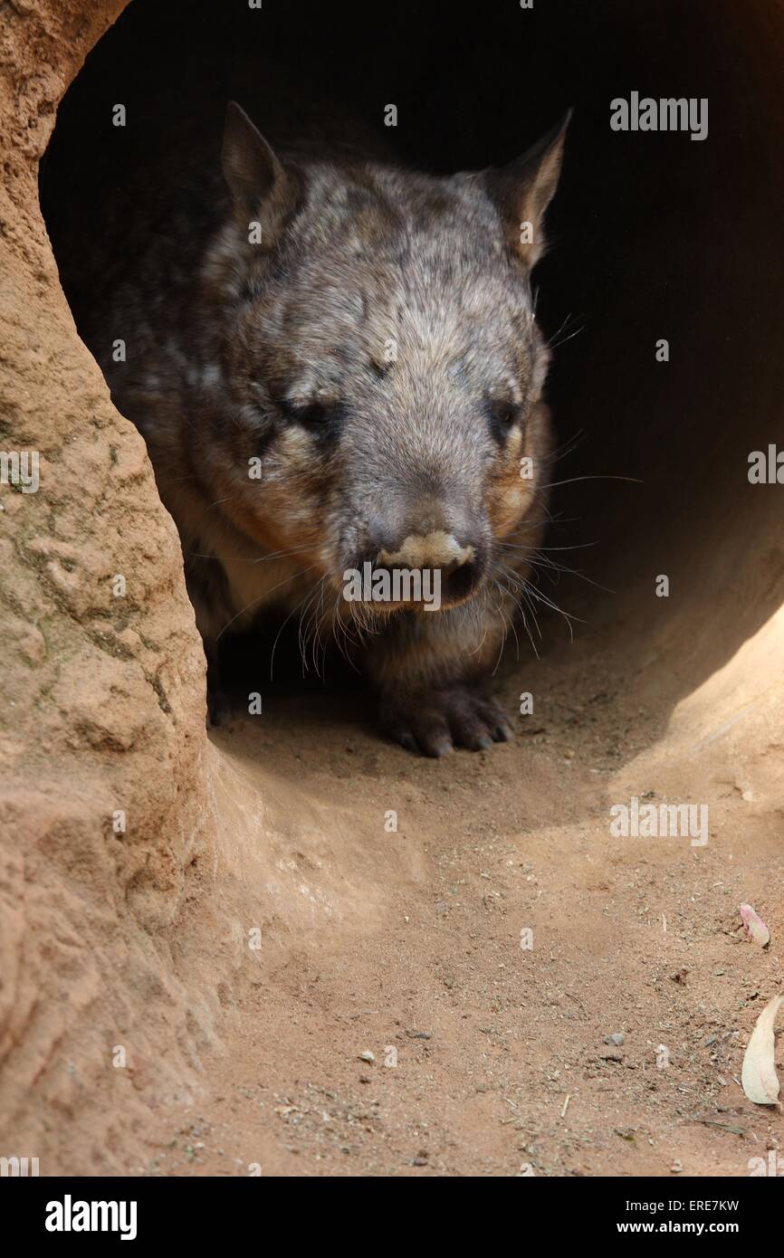 Wombat hole hi-res stock photography and images - Alamy