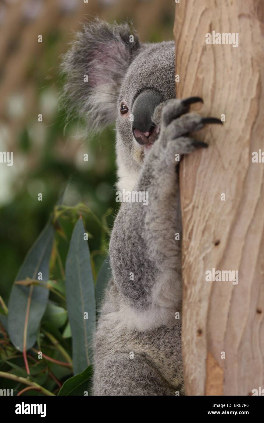 Koala hi-res stock photography and images - Alamy