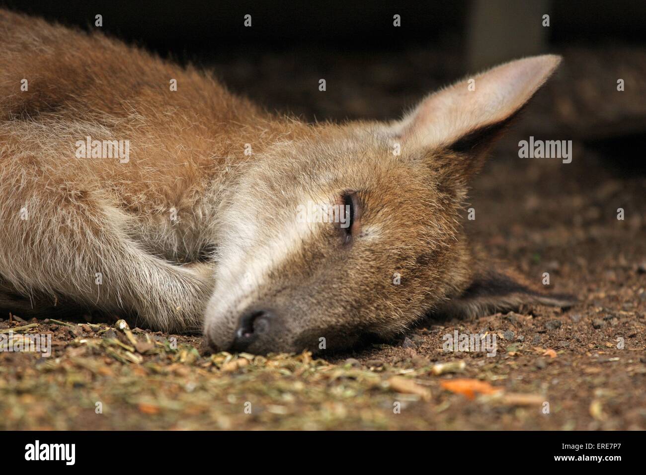 Adult wallaby hi-res stock photography and images - Alamy